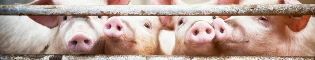 Livestock - Rural Mutual Insurance Company