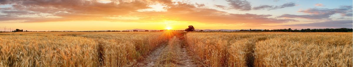 Fall Harvest Safety: Stay healthy, stay safe this harvest season!