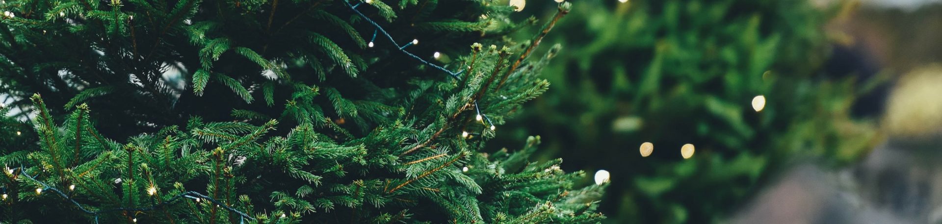 Buy Local: Buy a Real Christmas Tree - Rural Mutual Insurance Company