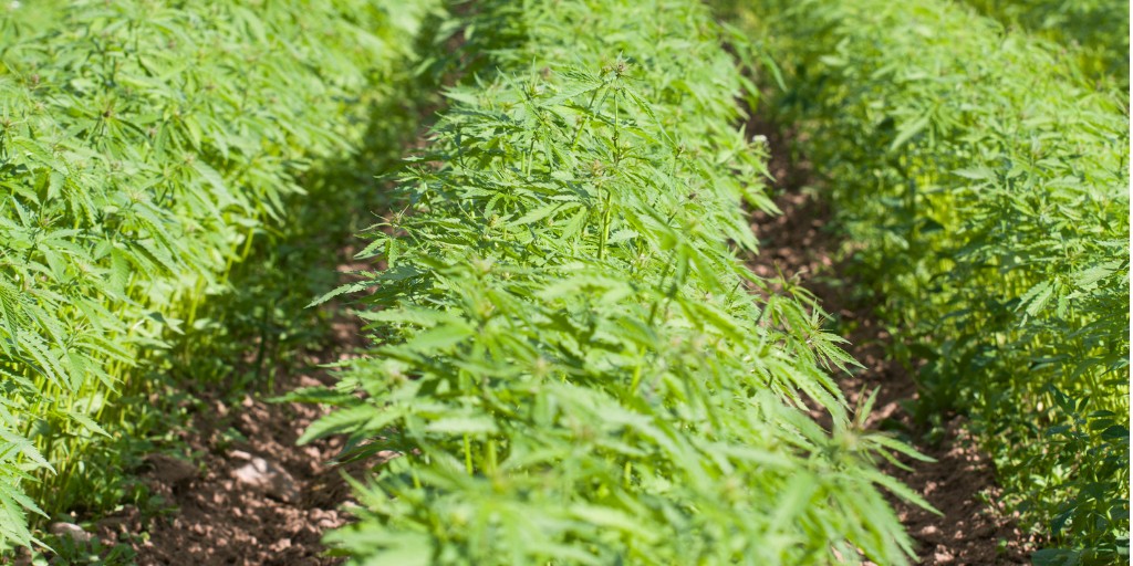 Wisconsin Crop & Livestock Insurance | Multi-Peril Crop Insurance (MPCI)