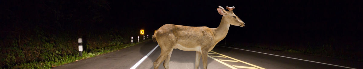You lend your car to a friend and they hit a deer. Now what?