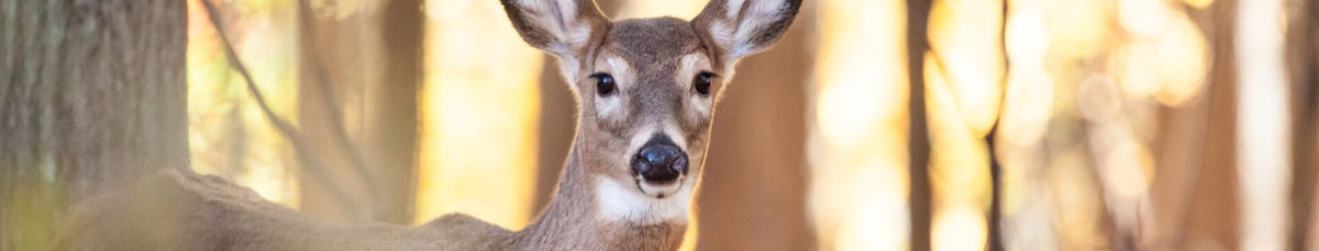 Deer Safety: Tips for Avoiding an Accident