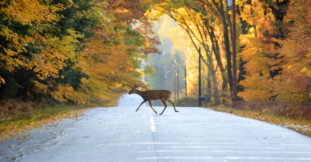 Deer Safety: Tips for Avoiding an Accident