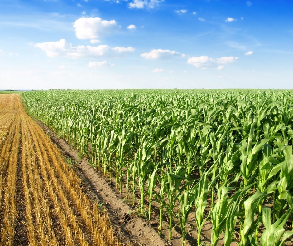 Wisconsin Corn Fun Facts - Rural Mutual Insurance Company