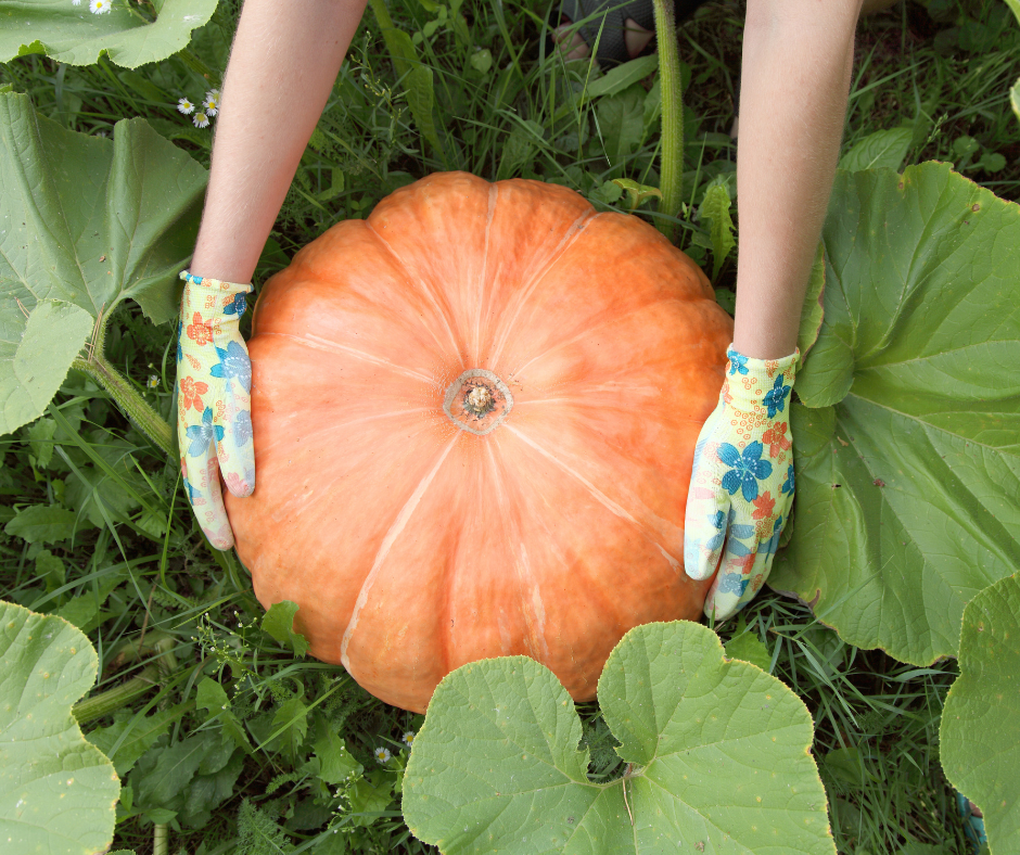 Grow Your Knowledge about Pumpkin Growers - Rural Mutual Insurance Company