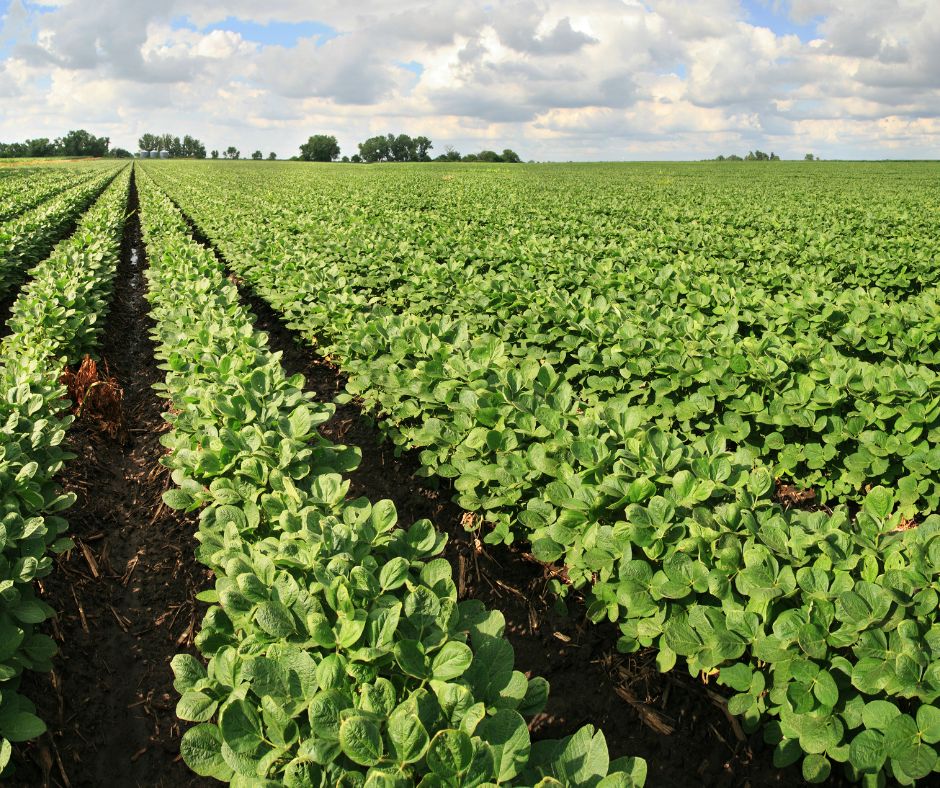 Crop Insurance to Protect Your Farm - Rural Mutual Insurance Company