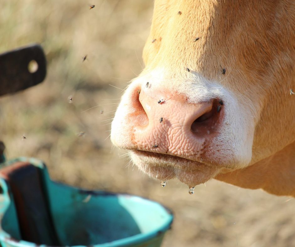 Tips to Keep Flies Away from Livestock - Rural Mutual Insurance Company